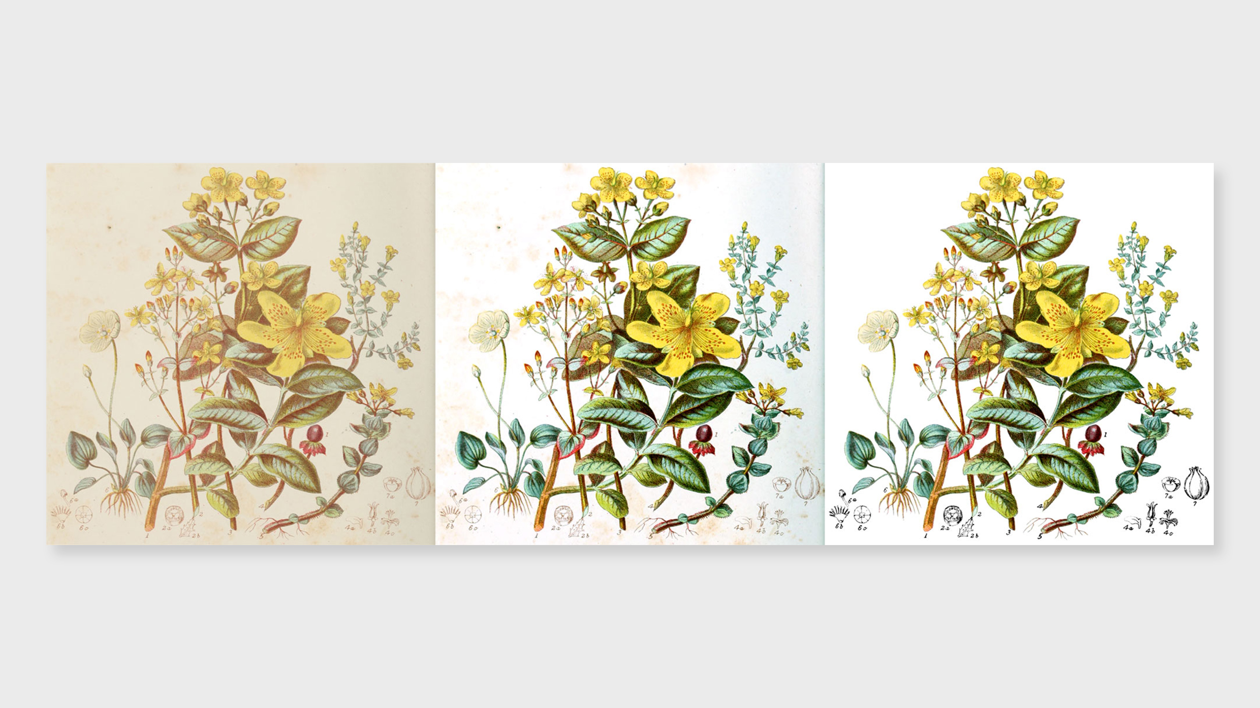 See the rare drawings of a 19th-century female botanist, remastered for ...