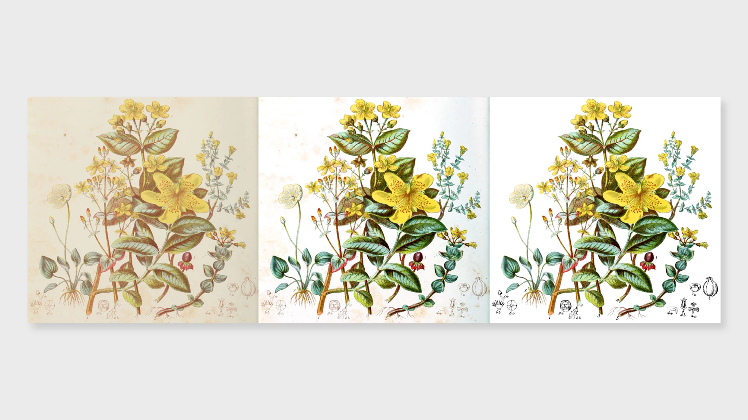 See the rare drawings of a 19th-century female botanist, remastered for ...
