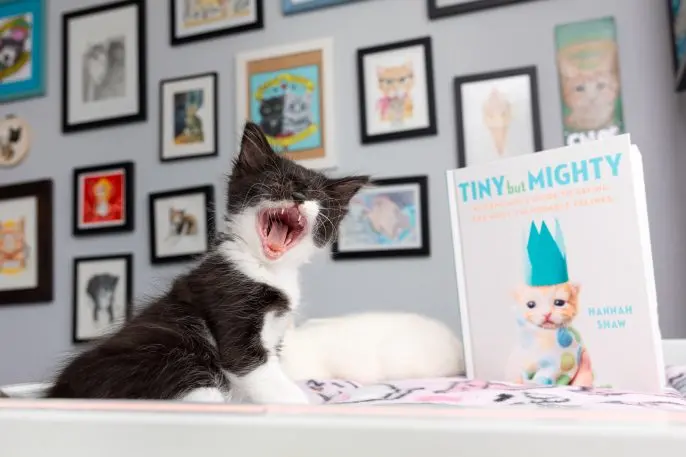 'Kitten Lady' Hannah Shaw's creative approach to making you care about ...