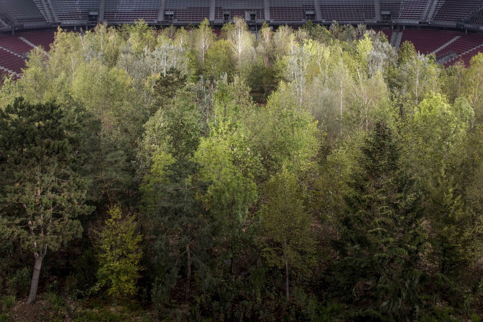 This 30,000-person football stadium is now home to a living forest ...