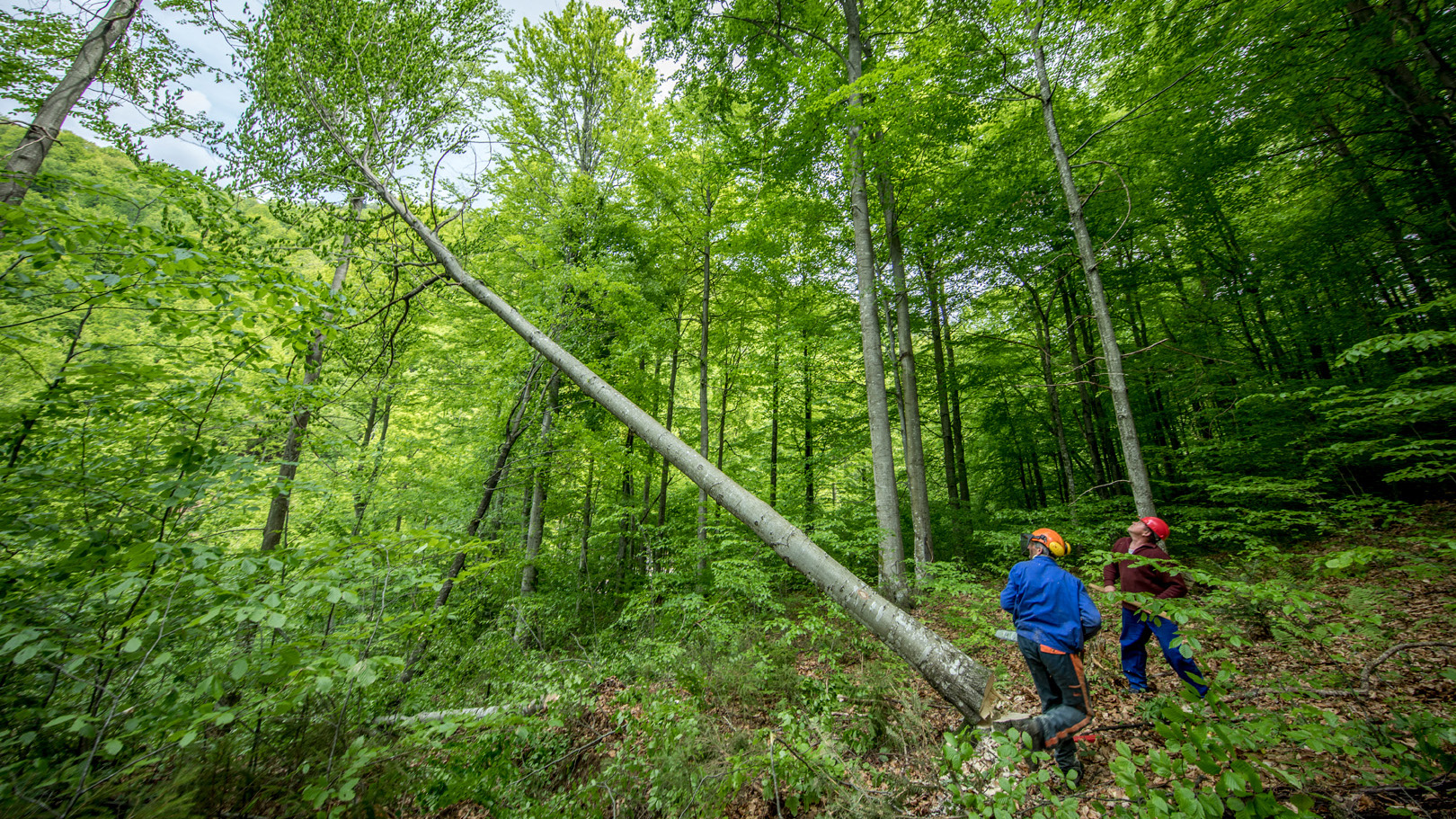 How Ikea plans to be climate positive by 2030 - Fast Company