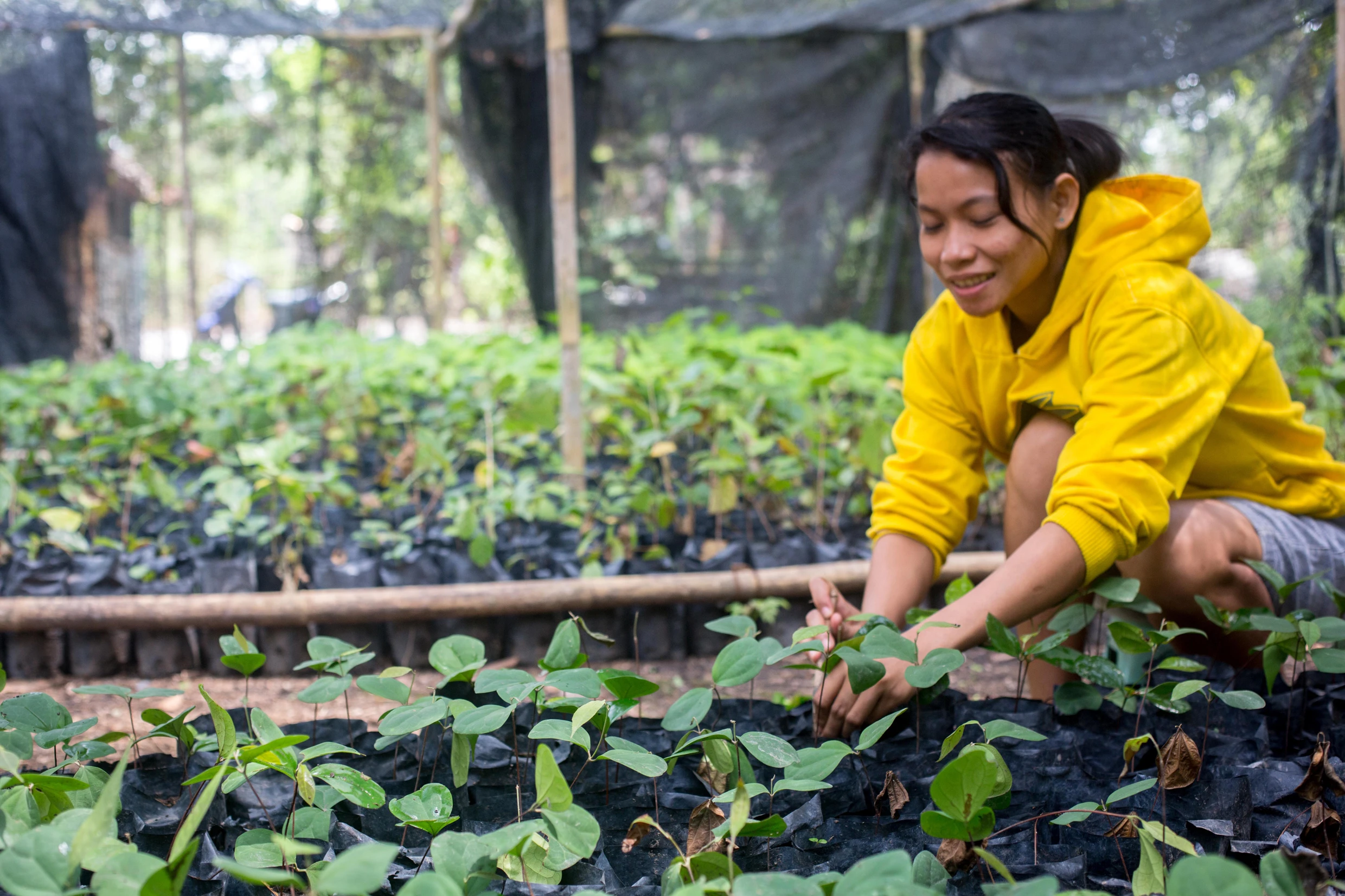These carbon offsets counter your emissions while helping rain forest ...
