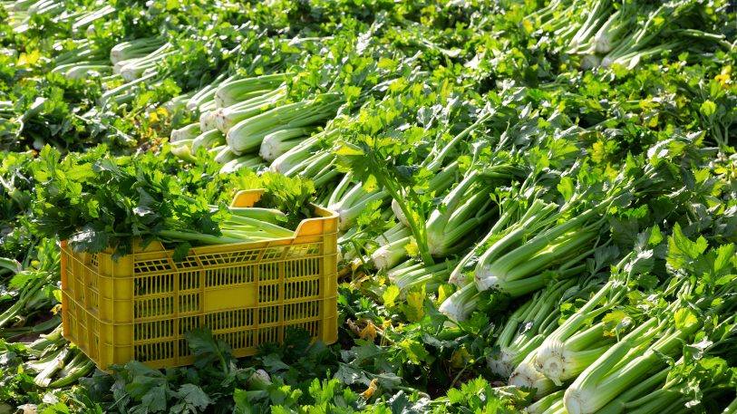 This startup sells ugly produce to businesses—to drive down prices and ...