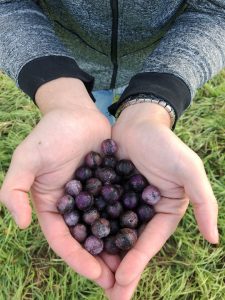 These drones will plant 40,000 trees in a month. By 2028, they'll have ...