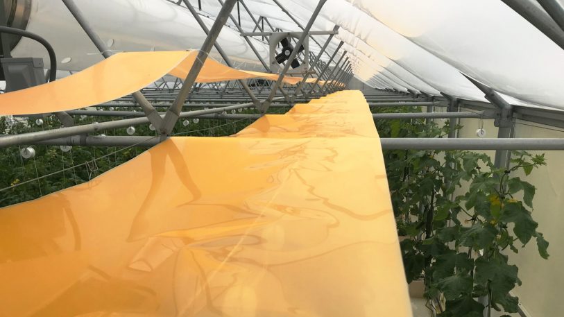 This 'quantum dot' tech helps grow more plants by making sunlight more ...