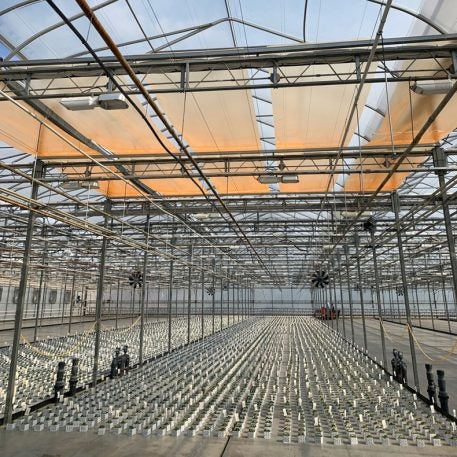This 'quantum dot' tech helps grow more plants by making sunlight more ...
