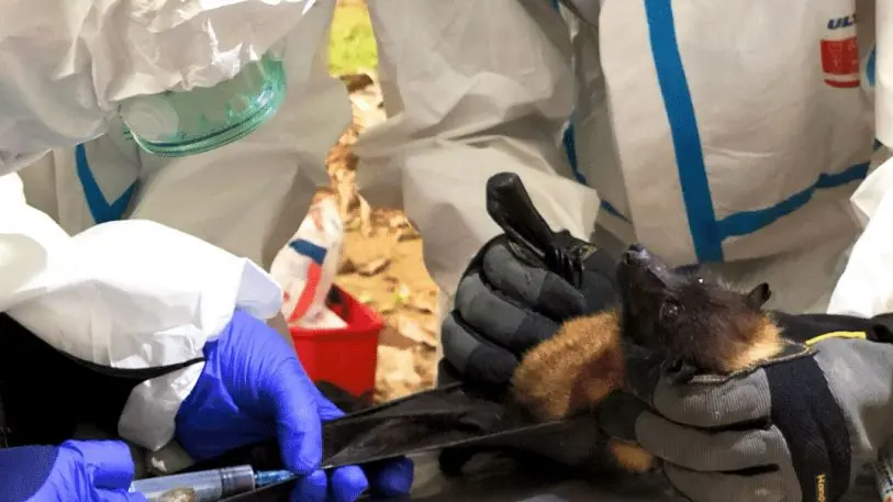 Tracking animal disease spread could help scientists spot the next ...