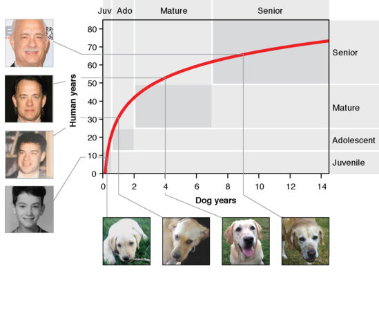 This is how old your dog really is in human years, and it's not age ...