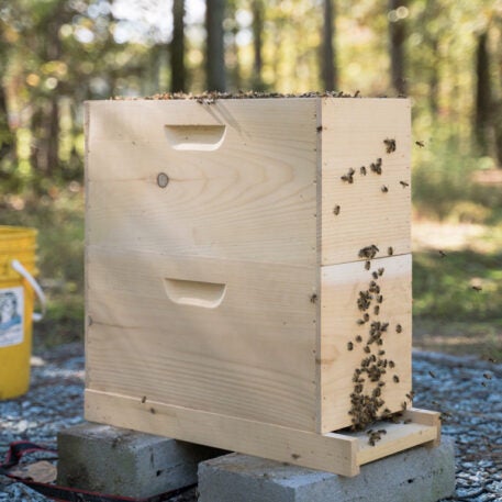 Airbnbee? This company lets you host a beehive in your backyard - Fast ...