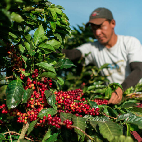 How to save coffee from climate change - Fast Company