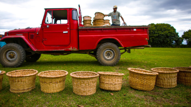 How to save coffee from climate change - Fast Company