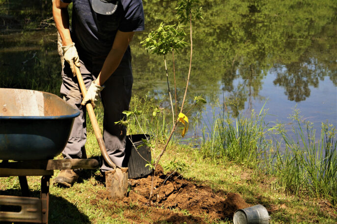 This new tree corps will hire people to plant trees in low-income ...