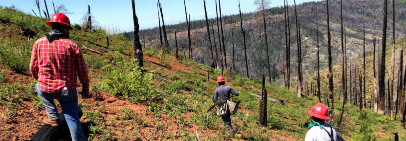 How Salesforce has helped plant 10 million new trees (with 90 million ...