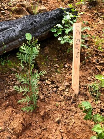 How Salesforce has helped plant 10 million new trees (with 90 million ...