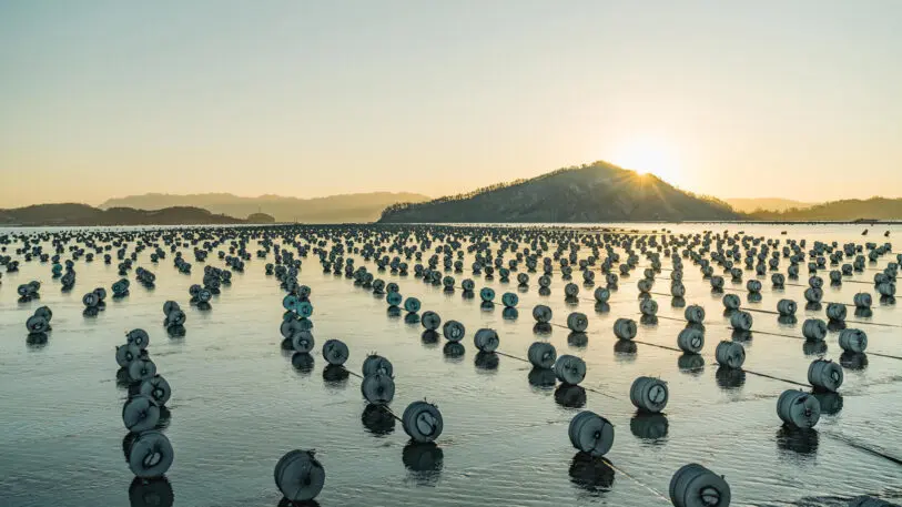 See inside a seaweed farm as it grow its carbon-sequestering crops ...