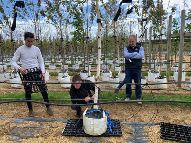 How to build an urban forest from scratch - Fast Company