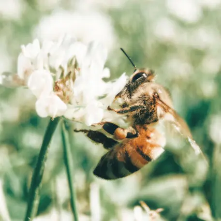 Bees have a new, lifesaving 'vaccine,' too - Fast Company