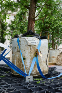 How to build an urban forest from scratch - Fast Company