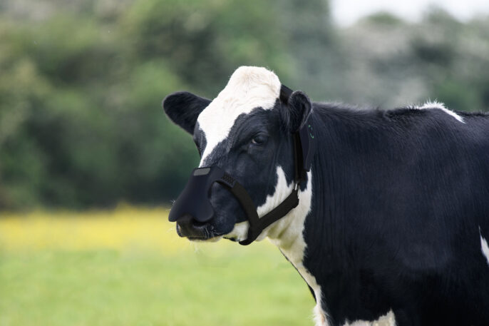 This mask for cows isn't for COVID—it helps reduce methane emissions ...