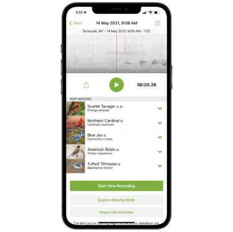 Cornell's free birding app just added a 'Shazam for bird songs' - Fast ...