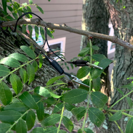 This radio station plays songs made by trees as they grow - Fast Company