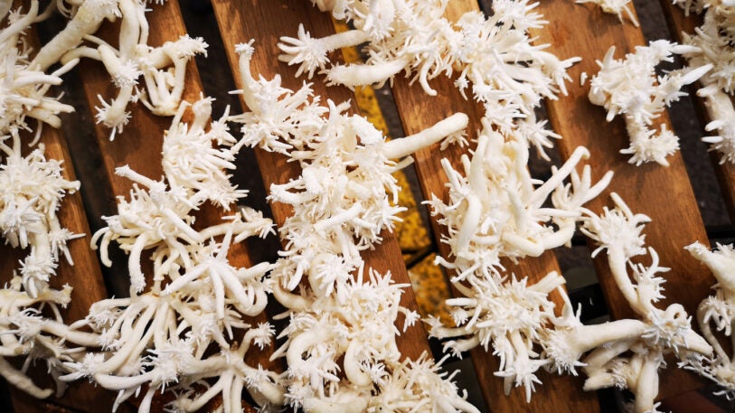 Your next house could be insulated by mushrooms - Fast Company