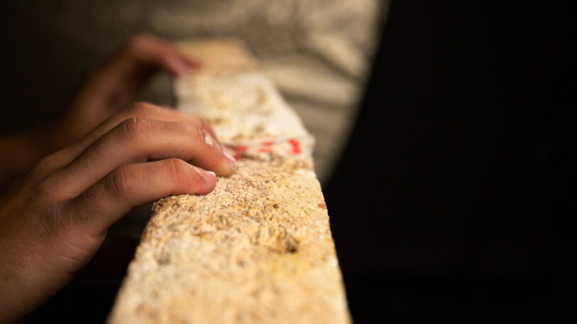 Your next house could be insulated by mushrooms - Fast Company