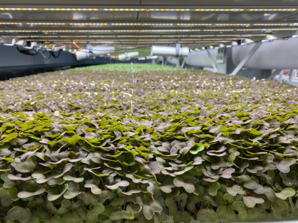 The world's largest vertical farm will have a secret ingredient: fish ...