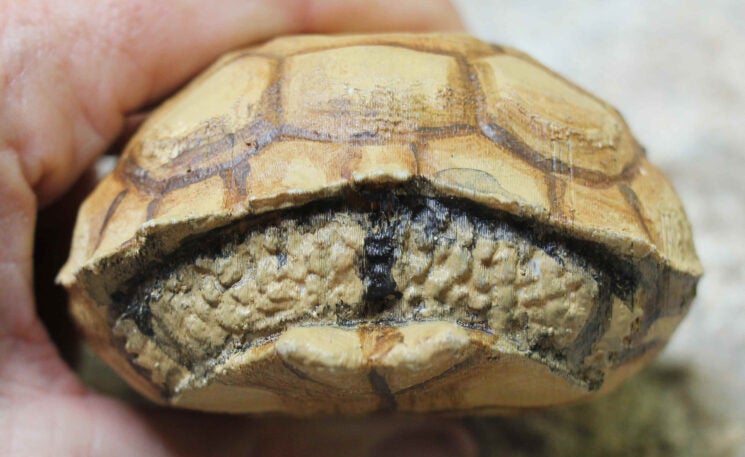 3D-printed tortoise shells could help save this threatened species ...