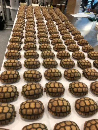 3D-printed tortoise shells could help save this threatened species ...