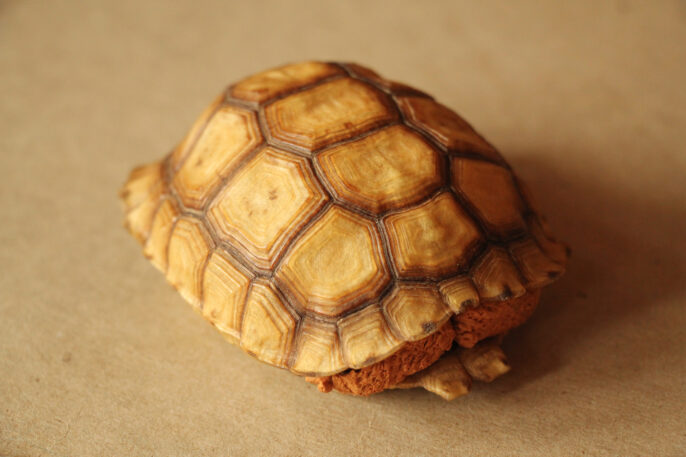 3D-printed tortoise shells could help save this threatened species ...