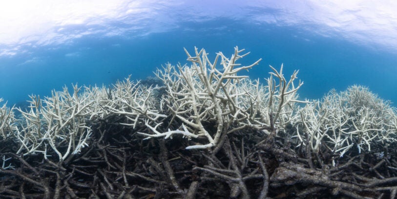 How healthy bacteria could protect coral reefs from climate change ...
