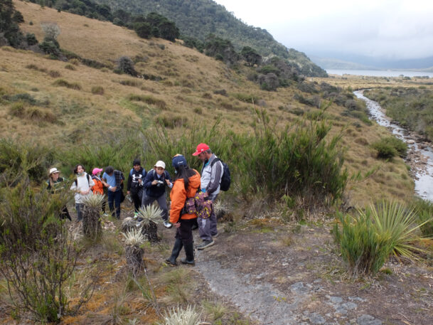 This revolutionary moss filter could capture microplastics before you ...