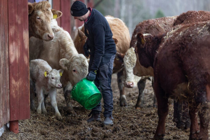 The world's first 'methane-reduced' beef is now at grocery stores ...