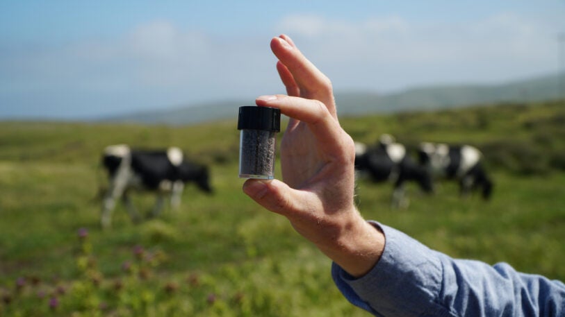 The world's first 'methane-reduced' beef is now at grocery stores ...