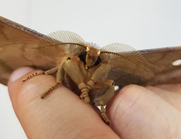 A 250 million-year-old insect could inspire an ultrathin wallpaper that ...