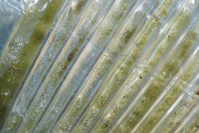 This bubble bench purifies local air with 120 liters of algae water ...