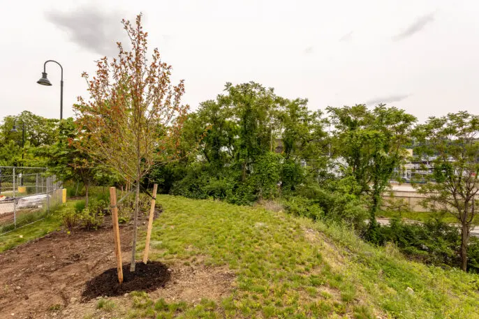 This tree owns itself—and is fighting for its own survival - Fast Company