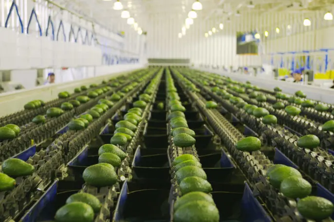 This scanner beams light into an avocado to tell you if it’s ripe ...