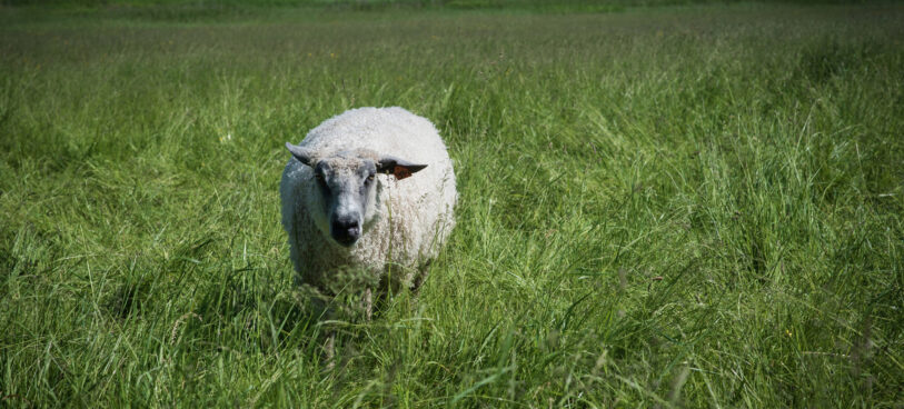 The case for anti-innovation - Fast Company