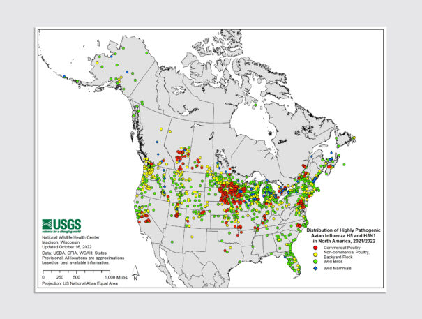 Seeing more expensive turkeys this Thanksgiving? Blame bird flu - Fast ...