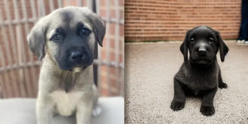 Is this dog real or fake? A new AI game asks players to answer the ...