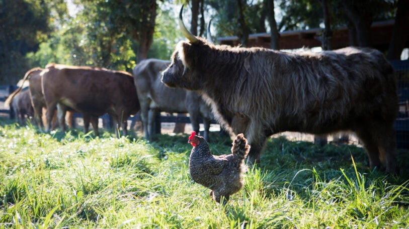 Poop jacuzzis, ducks, and worm bins: How this inspirational farm ...