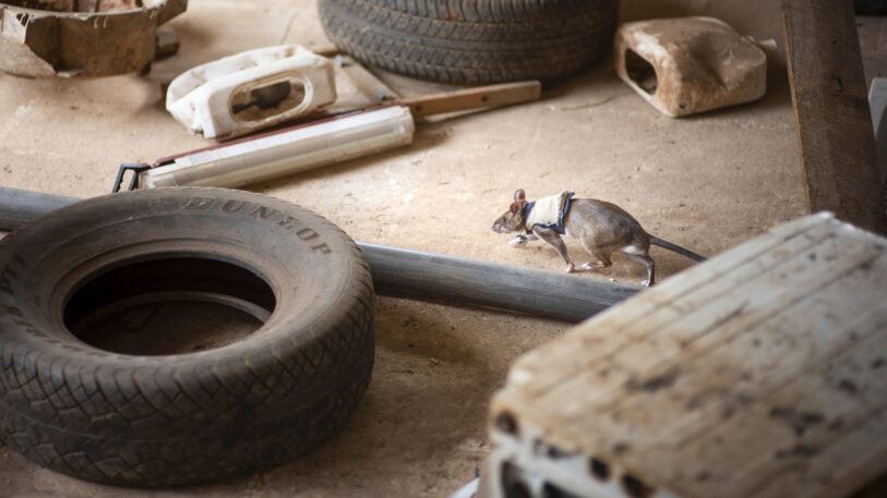 In an earthquake, these rats with tiny backpacks are trained to find ...