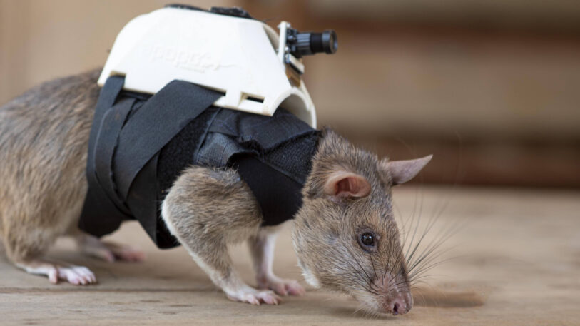 In an earthquake, these rats with tiny backpacks are trained to find ...
