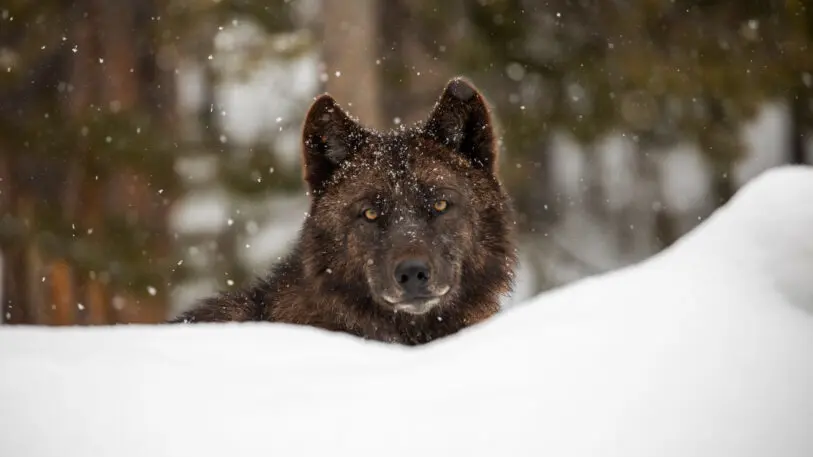 Wolves return to the West, creating new dynamics with humans