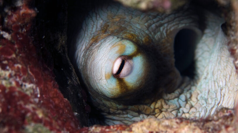 New octopus farm plan from Nueva Pescanova is a horrifying idea