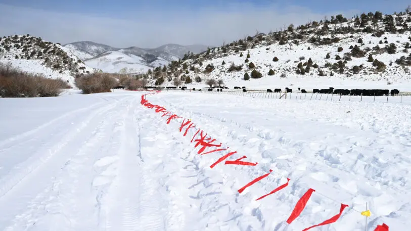 Wolves return to the West, creating new dynamics with humans