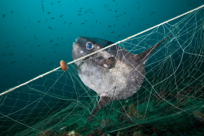 What is ghost gear? The most deadly form of ocean plastic pollution ...
