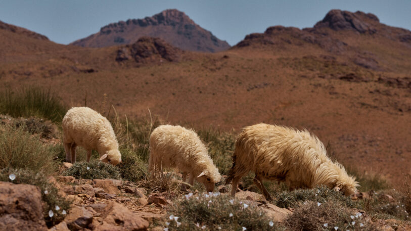 Beni Rugs is blends Moroccan artisanship with Western style